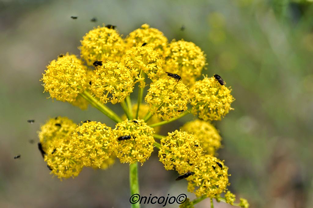 Foto's en korte verhalen uit Spanje: Thapsia villosa (Umbellifera / sub ...