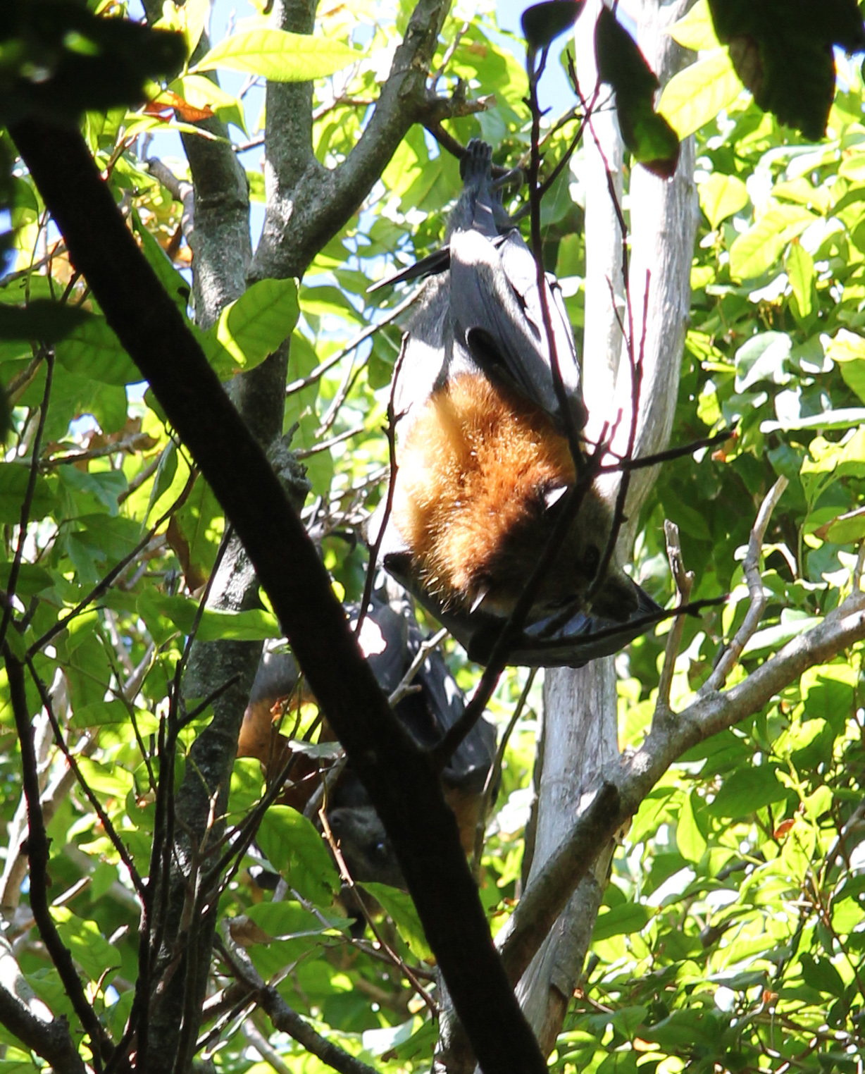 BirdCam on Cheltenham: Australia - Flying Foxes in the Sydney Royal ...