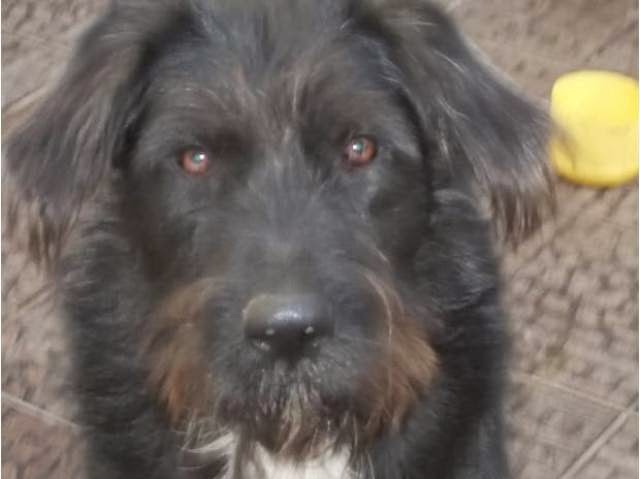 Adoptándonos: Negro, hermoso perro barbincho de tamaño grande en ...