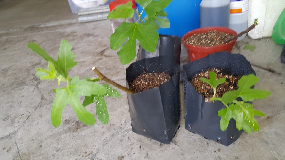 kaedah dan Cara tanam pokok tin secara keratan atau cutting | Tanaman ...