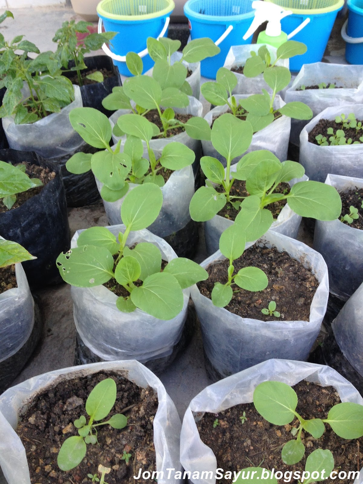 Jom Tanam Sayur ( JTS ) : Jom Tanam Sayur - Jom Tanam Sawi ManisJom ...