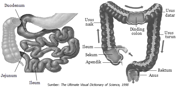 Sistem Pencernaan Manusia | Mikirbae.com