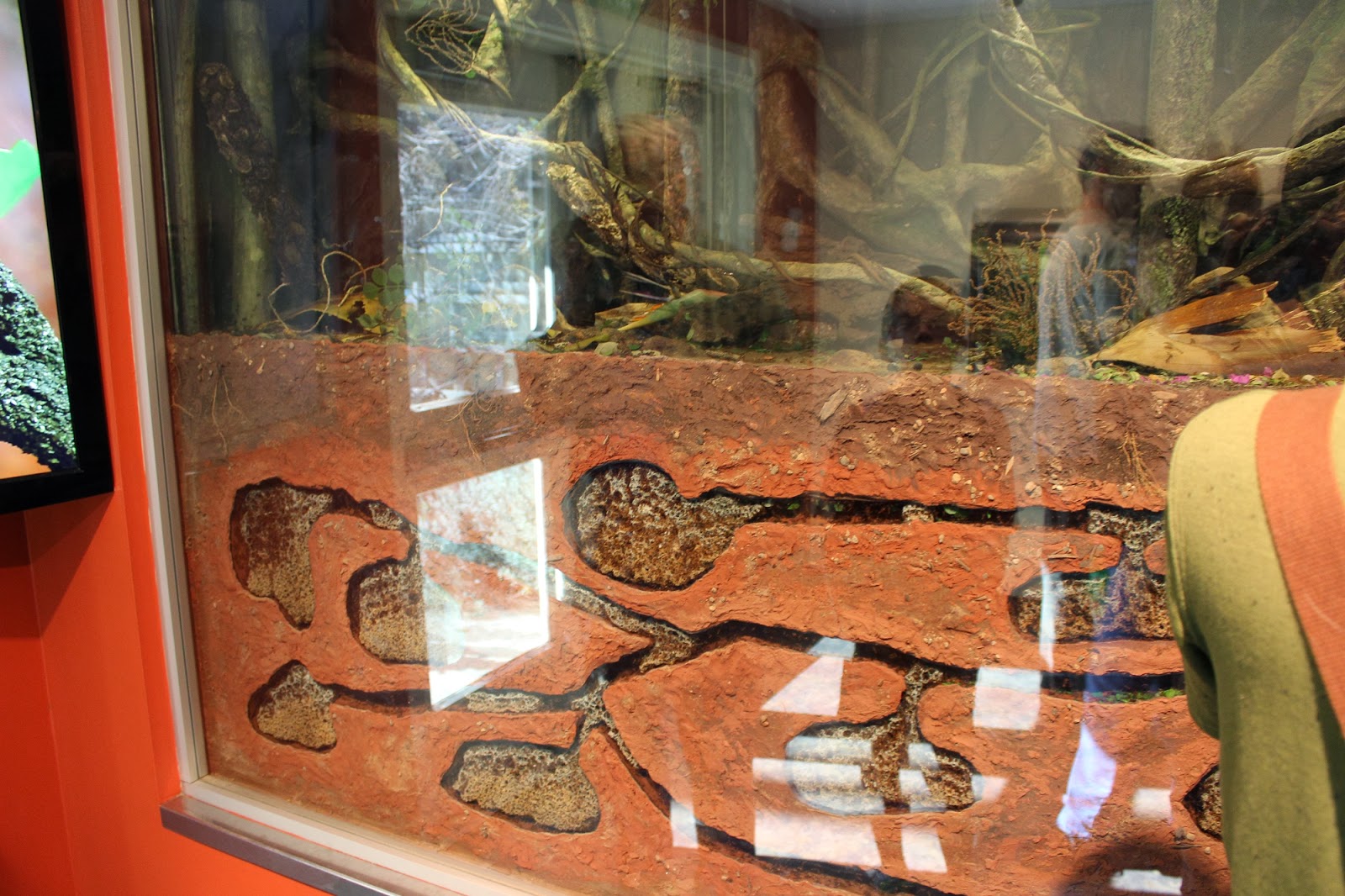 The San Diego Zoo Adventure | Phil's America Exchange Year