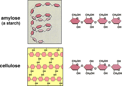 cell biology - Cellulose - why is it fibrous and not granular ...
