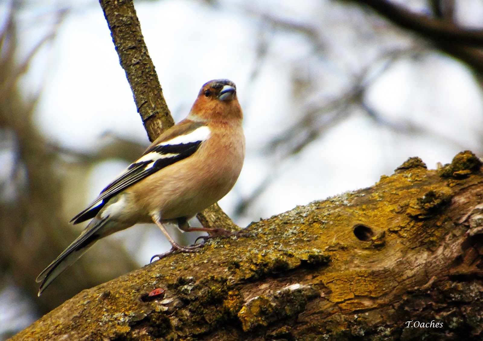 PASARI DIN ROMANIA: CINTEZA, Fringilla coelebs