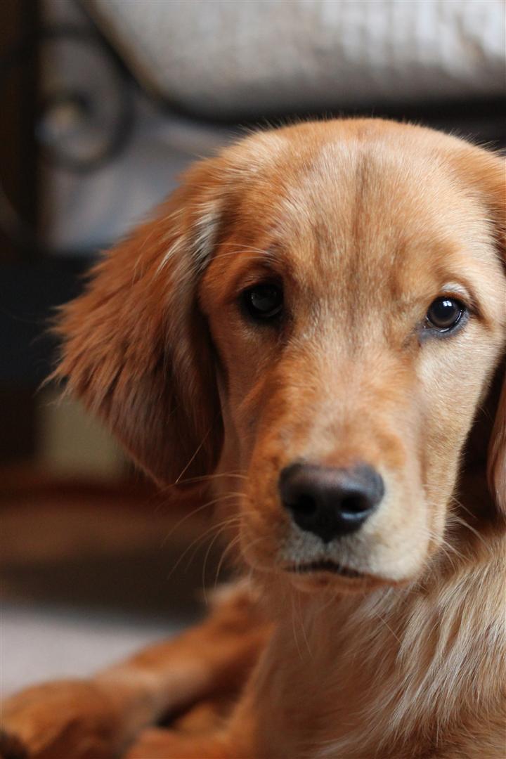 645 workshop by the crafty cpa: me: puppy photo shoot