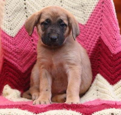 German Shepherd English Mastiff Mix | Dog German Shepherds