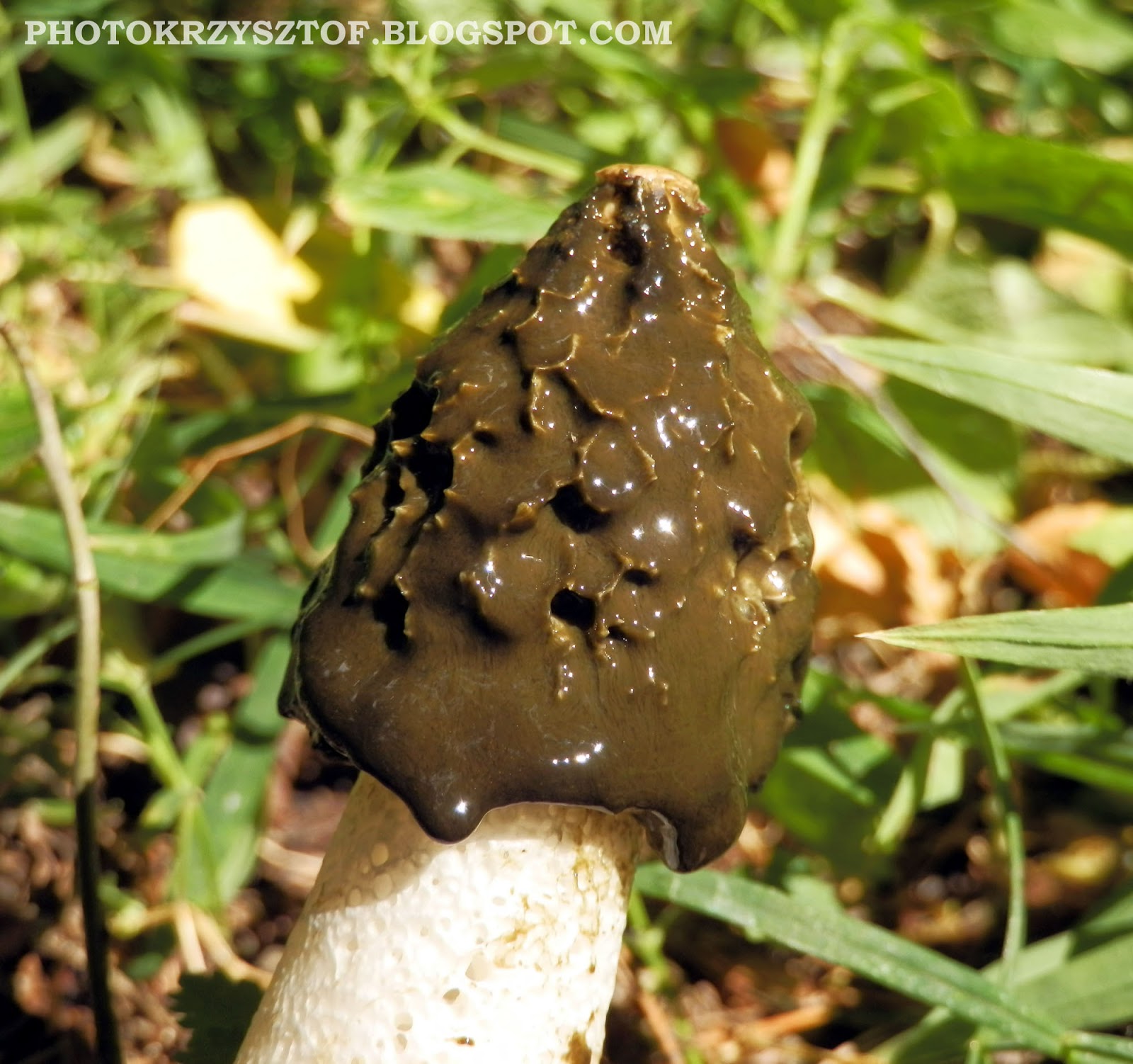 Olsztyn, fotografia i trochę historii ...: Phallus impudicus ...