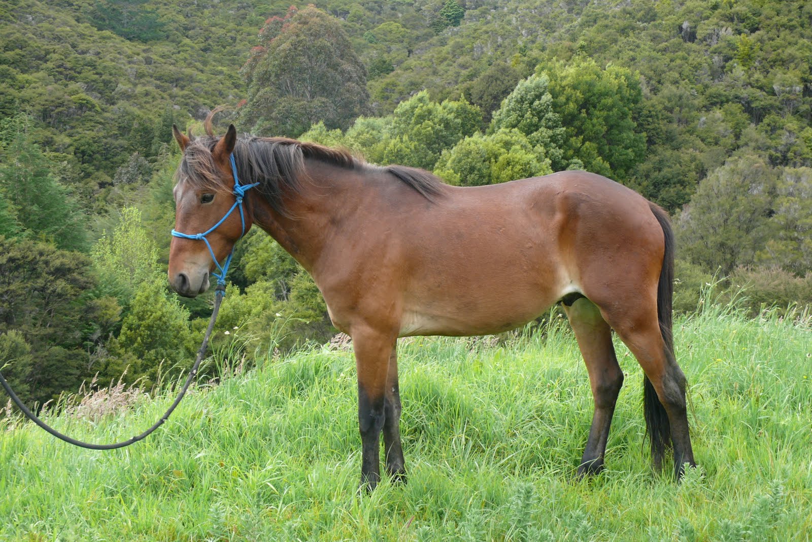 the wild horse project: The little brown pony.