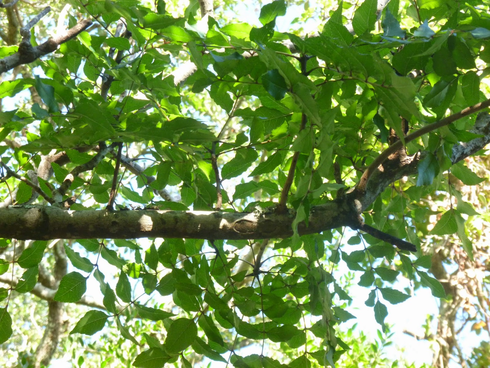 Ocracoke Island Journal: Toothache Tree