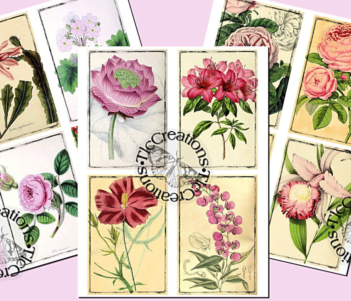 Create with TLC: Perfectly Pink Posies....