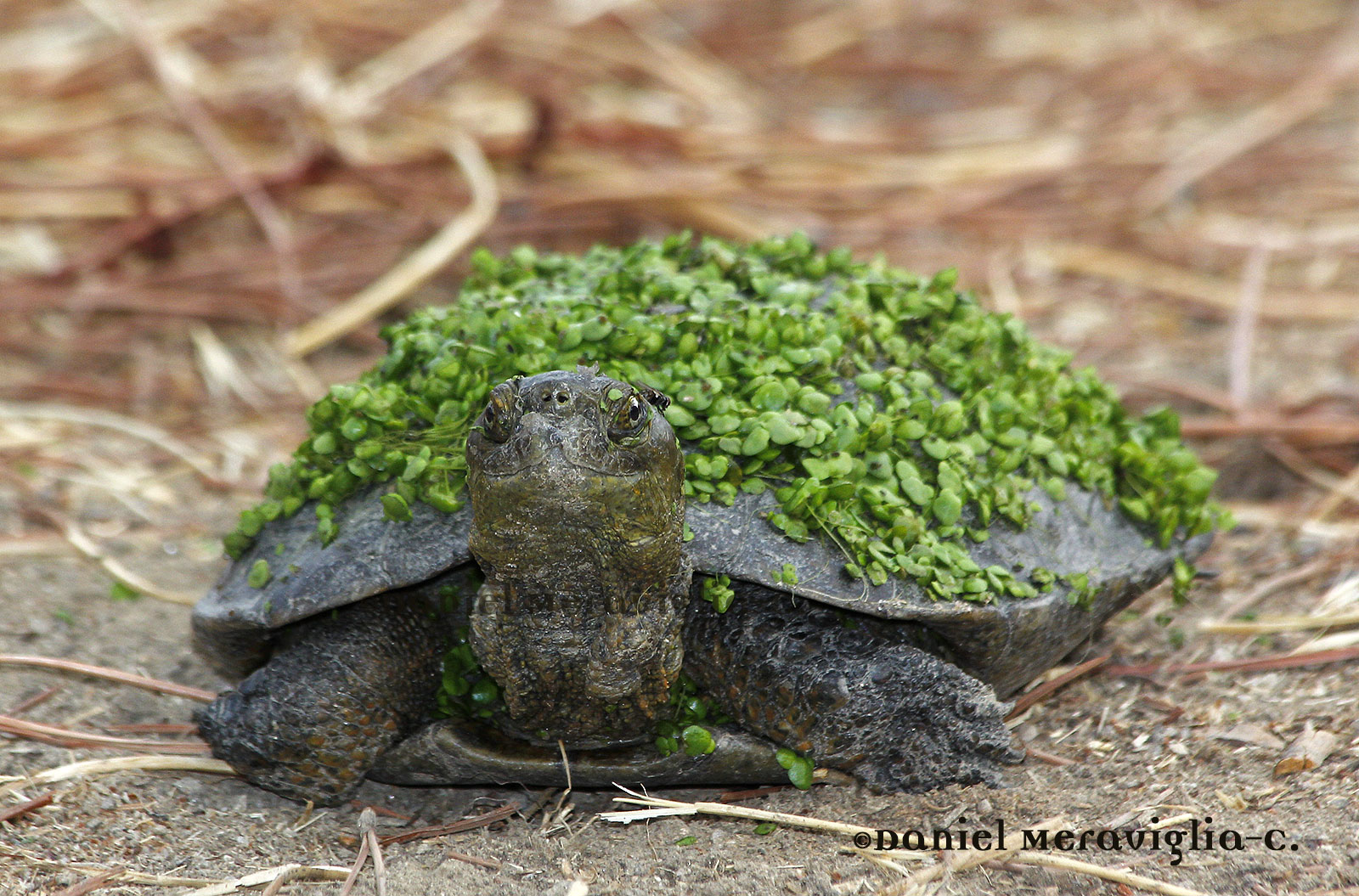 Fotos con macro: Galápago Leproso (Mauremys leprosa)