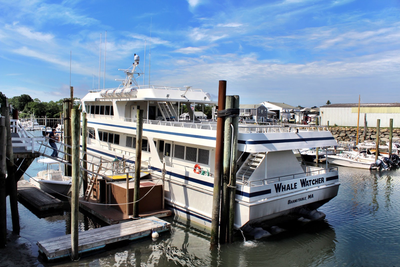 Evan and Lauren's Cool Blog: 7/3/17: Hyannis Whale Watcher Cruises ...