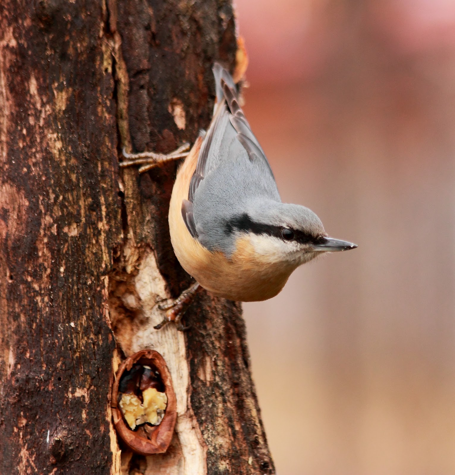 BerdeLajosPhoto: december 2011