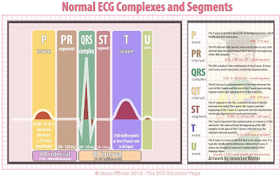 ECG Educator Blog : Basic Electrophysiology