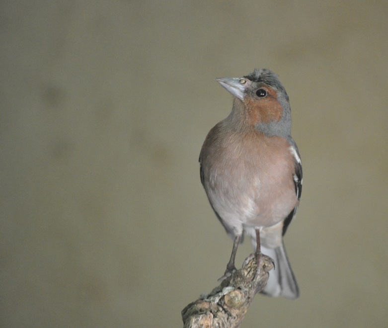 ZOOTOGRAFIANDO (6.096 ANIMALS): PINZÓN COMÚN / COMMON CHAFFINCH ...