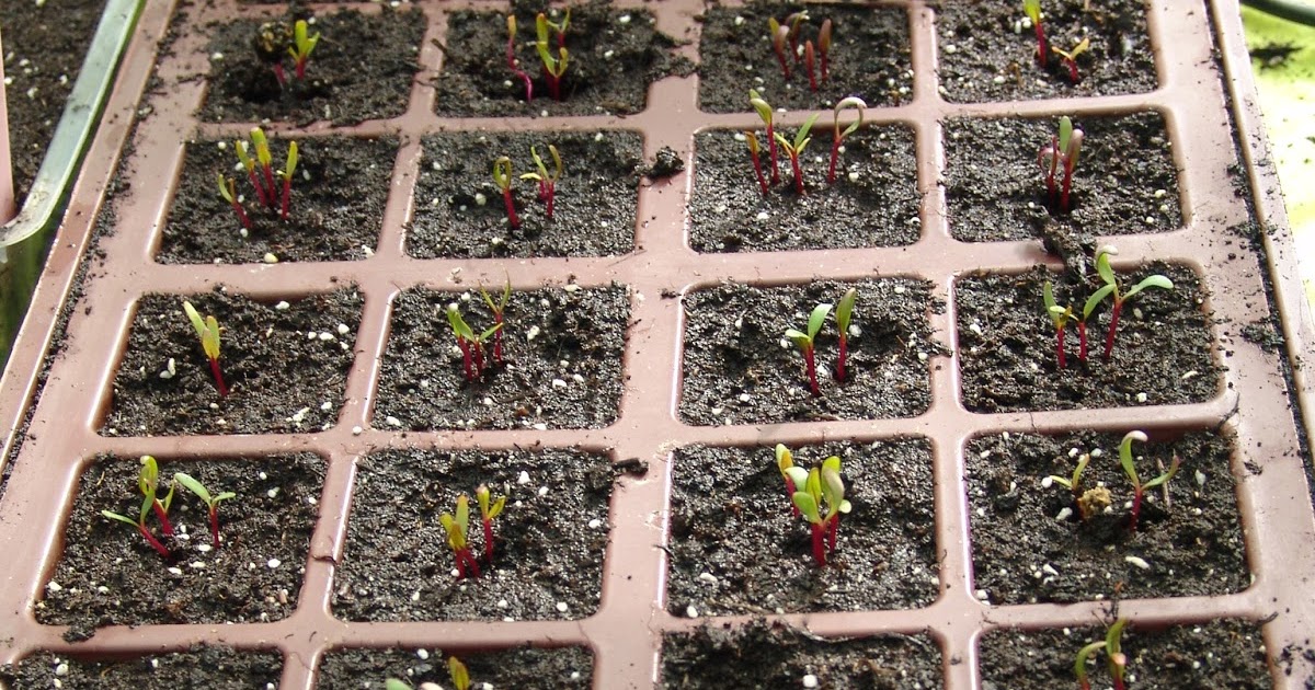 Les Jardins du Laveu: Semis de betteraves rouges en serre, suivi de ...