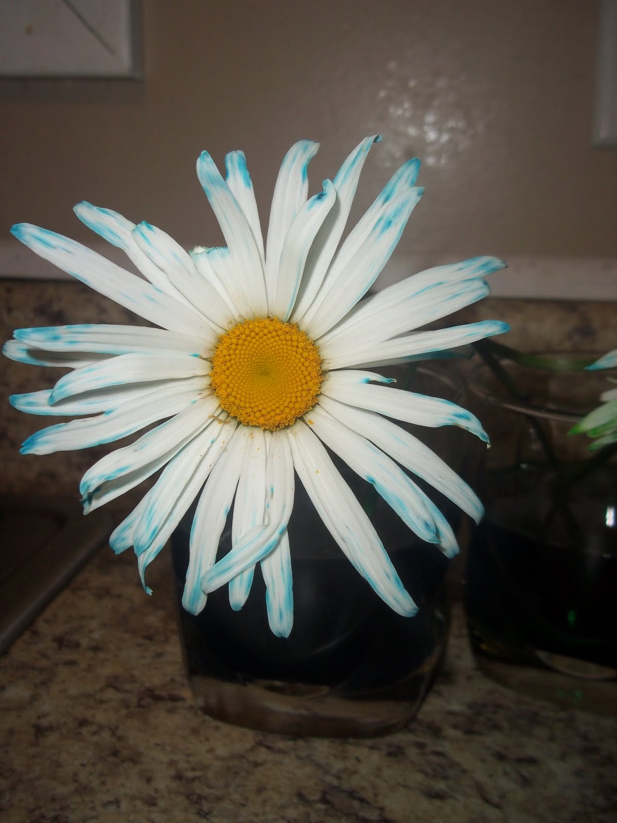 You'll Thank Me One Day: Daisy Science Experiment