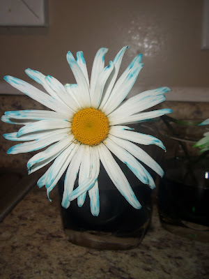 You'll Thank Me One Day: Daisy Science Experiment
