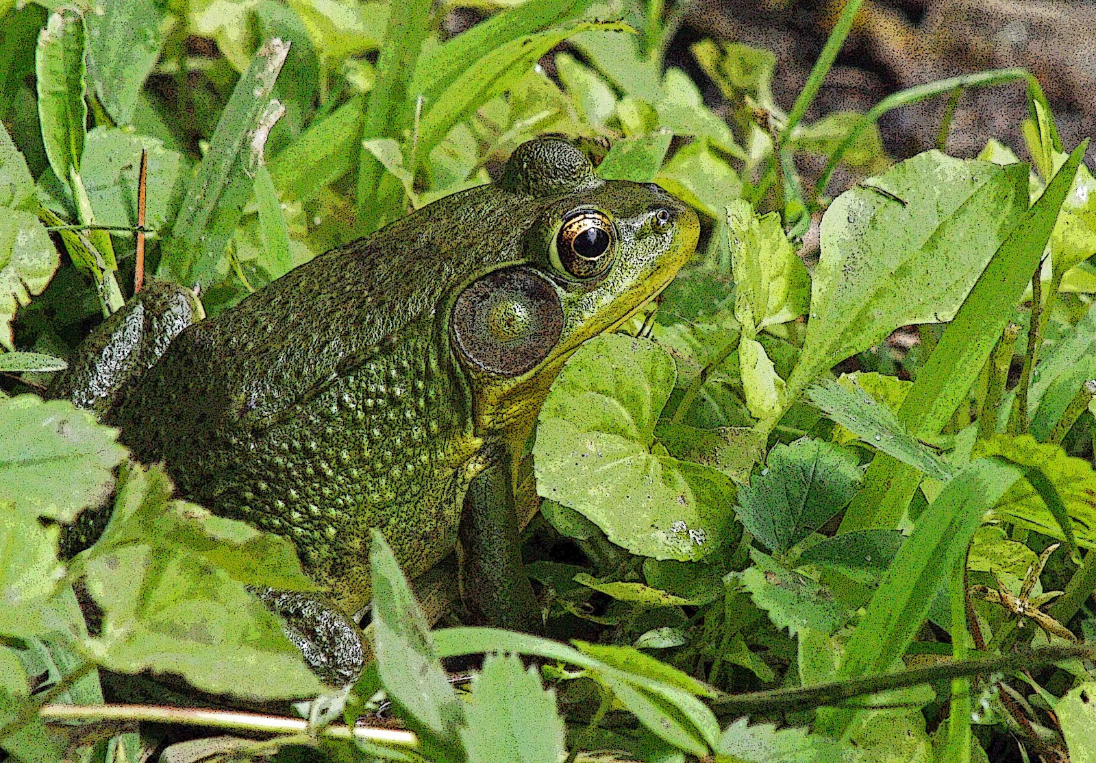 Divine Nature: Basho's Frog Haiku