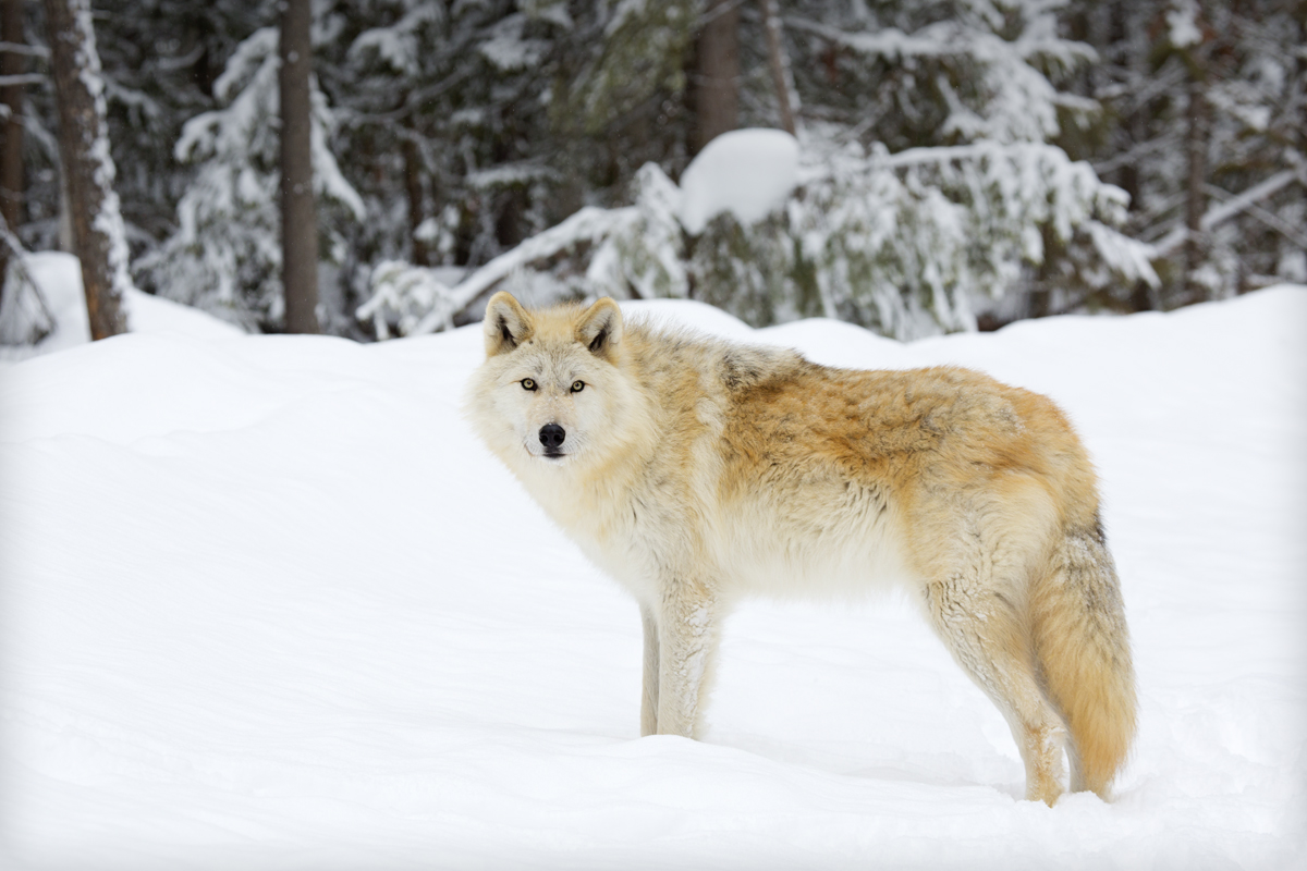 Winter Wolves Howler