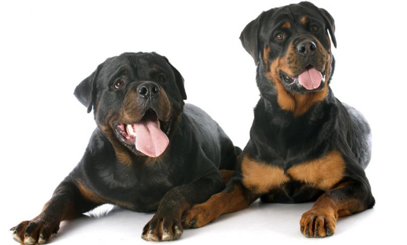 Actores Los Perros Mas Caros Del Mundo