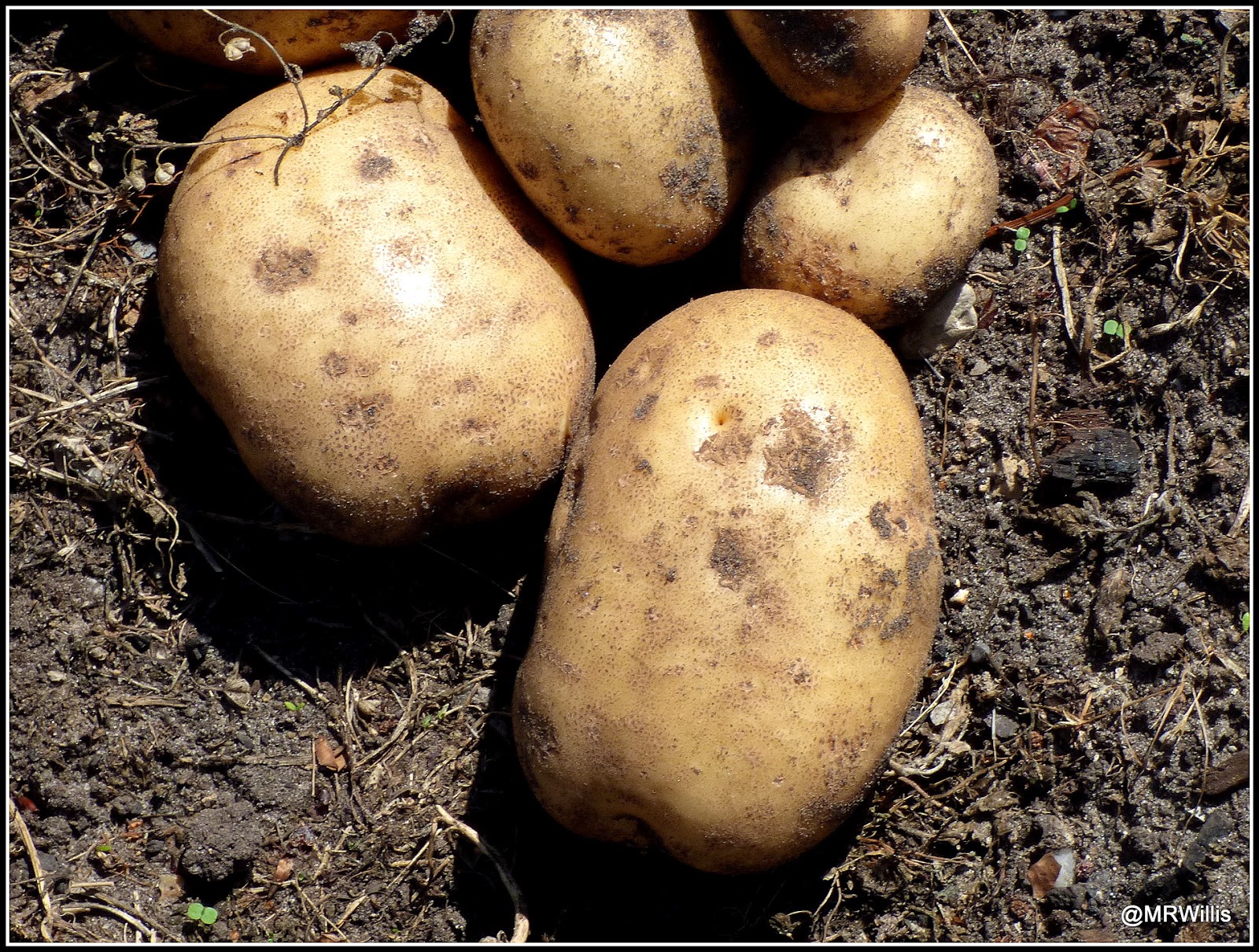 Mark's Veg Plot: Harvesting Maincrop potatoes