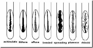 Praktikum Mikrobiologi (Pembuatan Medium Dan Kulturisasi dari Isolat ...