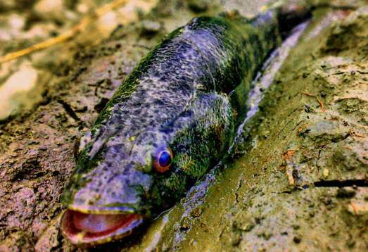 Umpan Jitu Mancing Ikan Betutu Bloso atau Gabus Malas