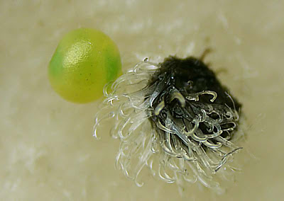 Charlie's moths of Calderdale.: HAWK-MOTHS