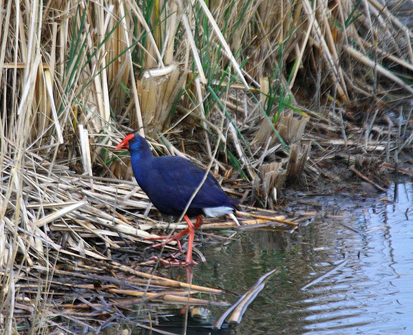 El Herrerillo: Tipos de patas de las aves