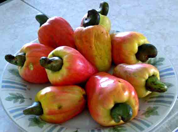 Flavors of Brazil: Bumper Crop This Year for Ceará's Cashew Fruits