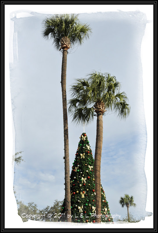 Ocala, Central Florida & Beyond: The Three Trees - downtown Ocala