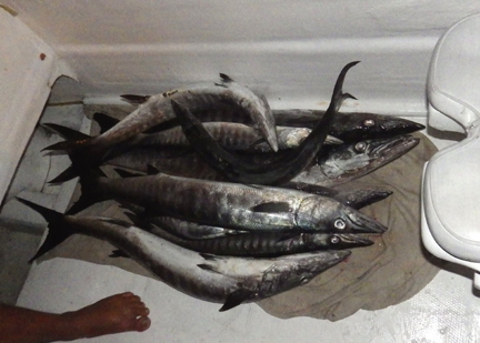 Barracuda Fishing: Full Moon Night Fishing for Barracuda