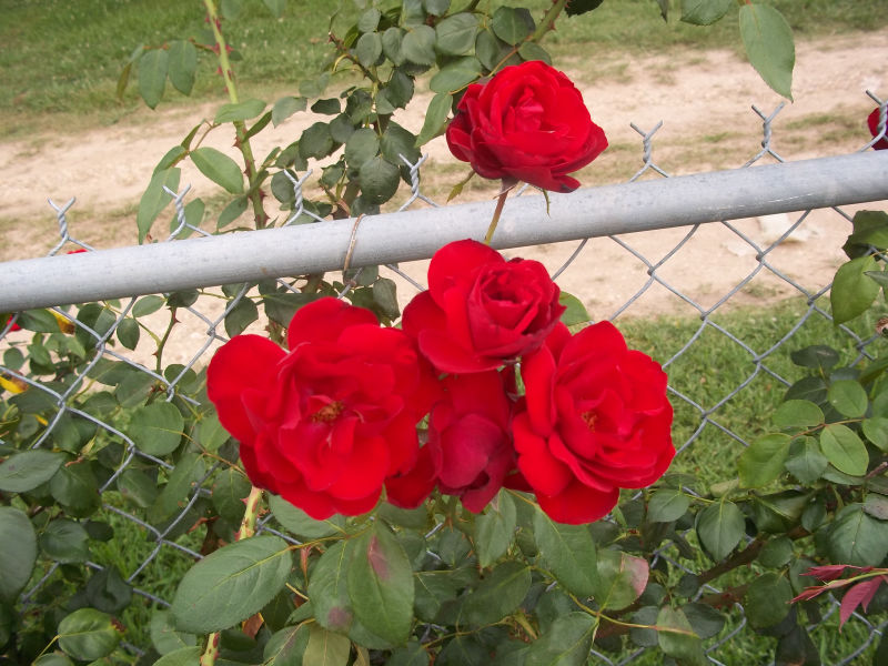 Davy's Louisiana Gardening Blog: Rose Bloom Clusters
