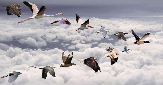 Pasari calatoare: Pasari calatoare