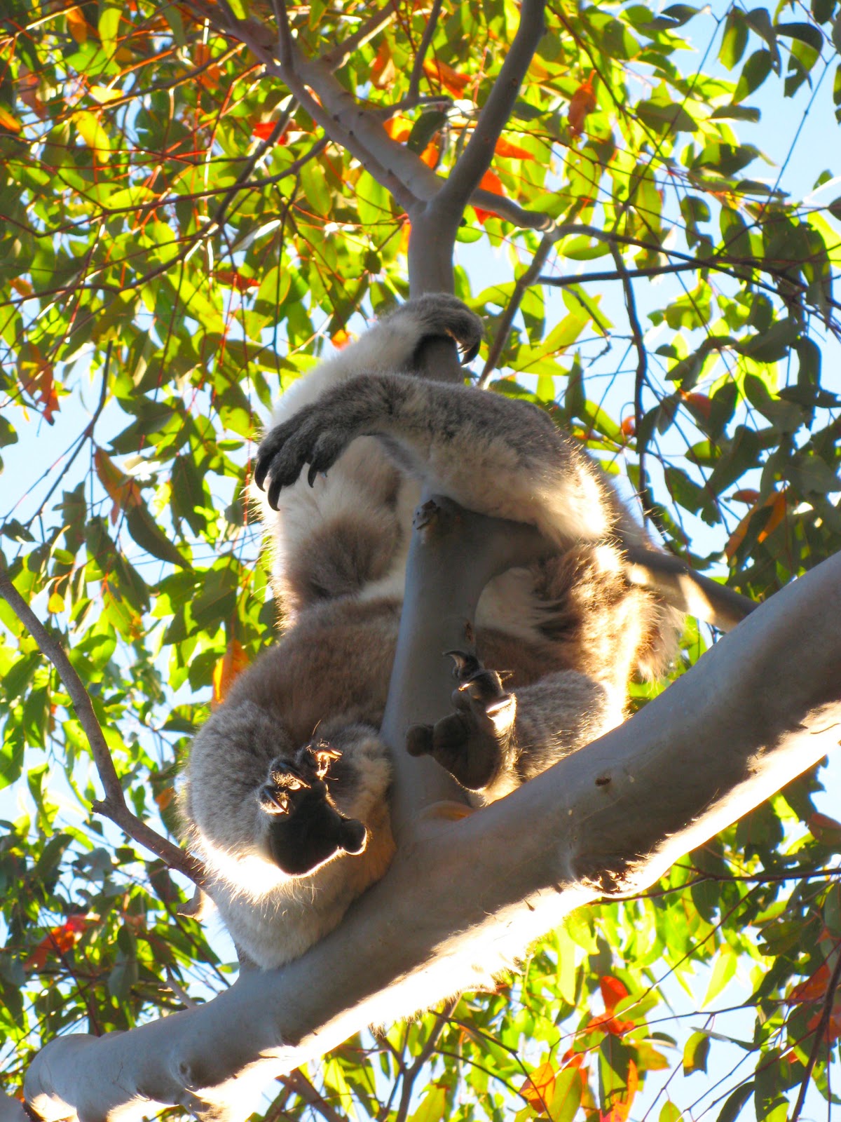 Cute Koala Kisses: June 2013