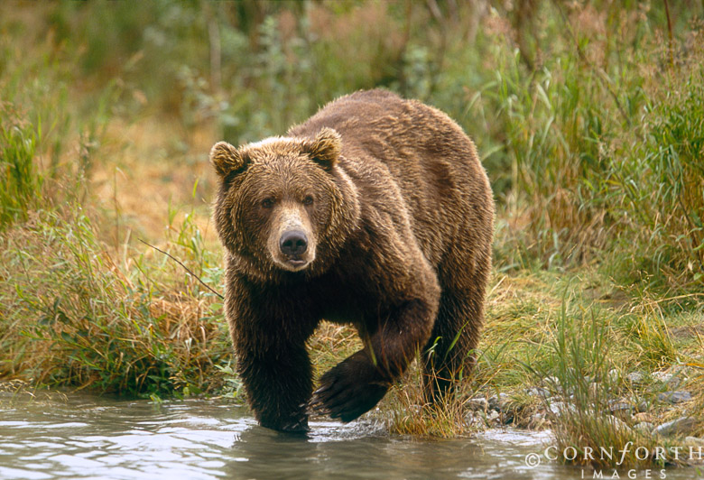 The Brown Bear | Wildlife | All Wildlife Photographs