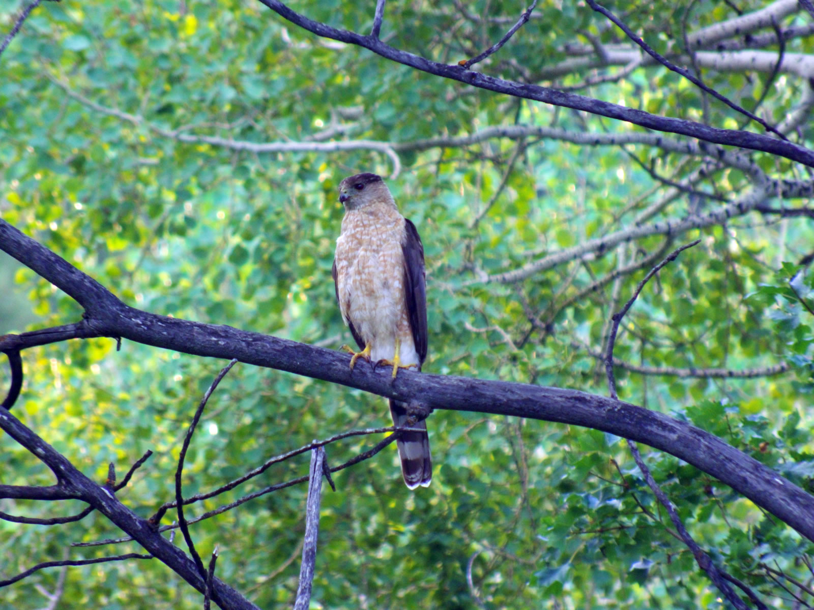 All Wallpapers: Cooper's Hawk Hd Wallpapers