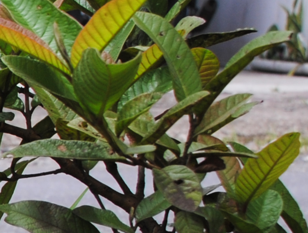 RAMUAN OBAT TRADISIONAL JAMBU BIJI - Buku Onlineku