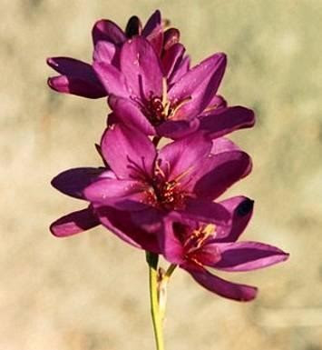 FLOWERS ENCYCLOPAEDIA: Ixia flower