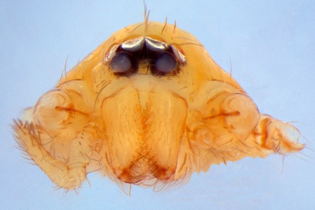 ARACNO HOBBY BRASIL: Butantan descobre 17 novas espécies de aranha no ...