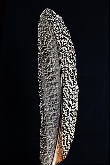 EL AMOR DE LA POESÍA SU ESENCÍA: La pluma del halcón