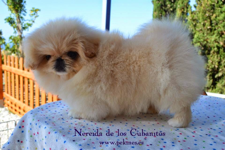 Colour and Markings in the Pekingese - Colores y marcas en el pekinés ...