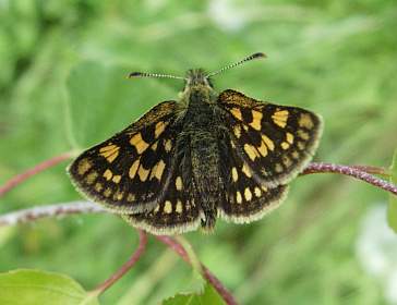 Chequered skipper | The Life of Animals