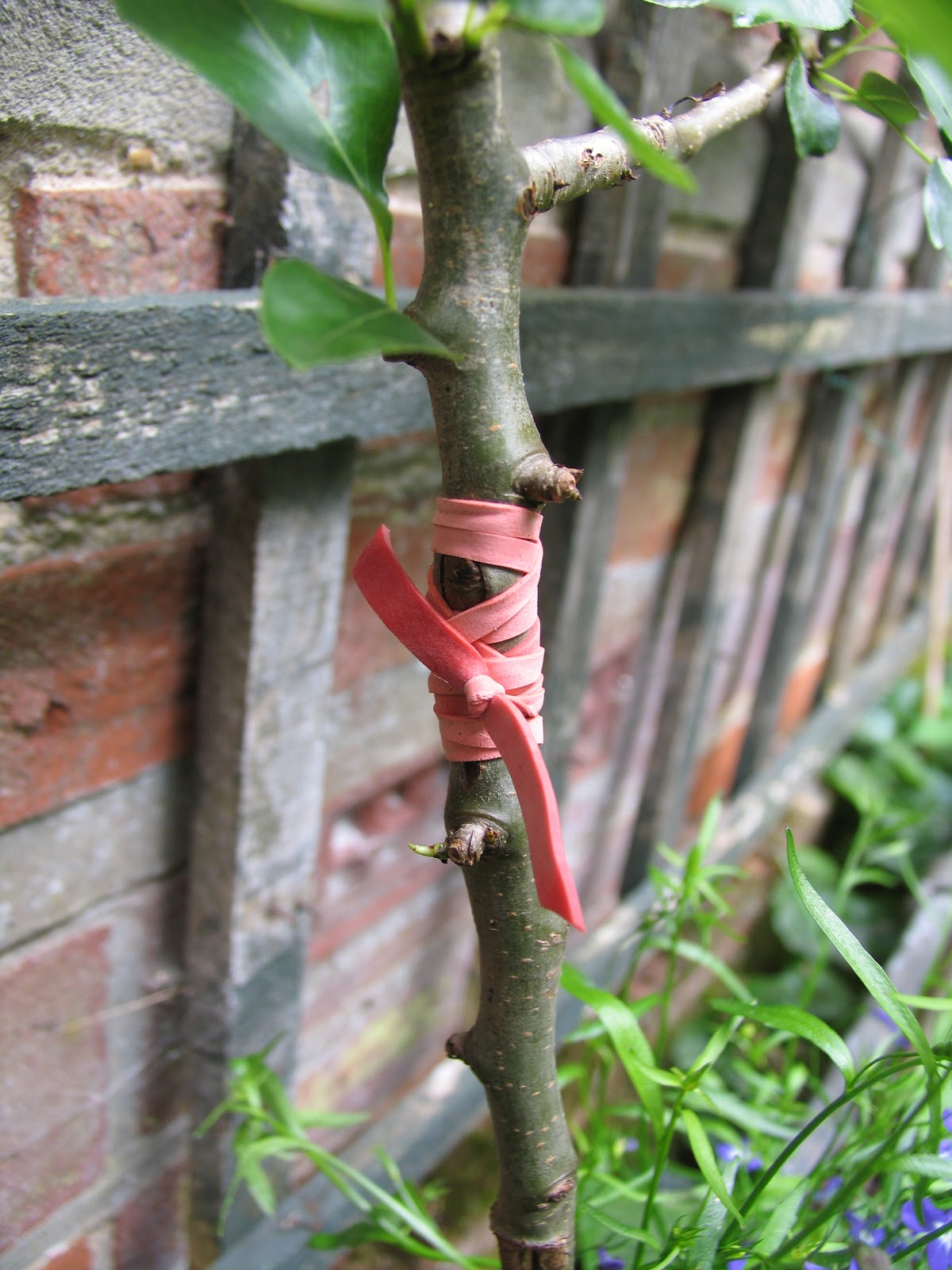 Shield Budding Fruit Trees (epic post) - The Impulsive Gardener