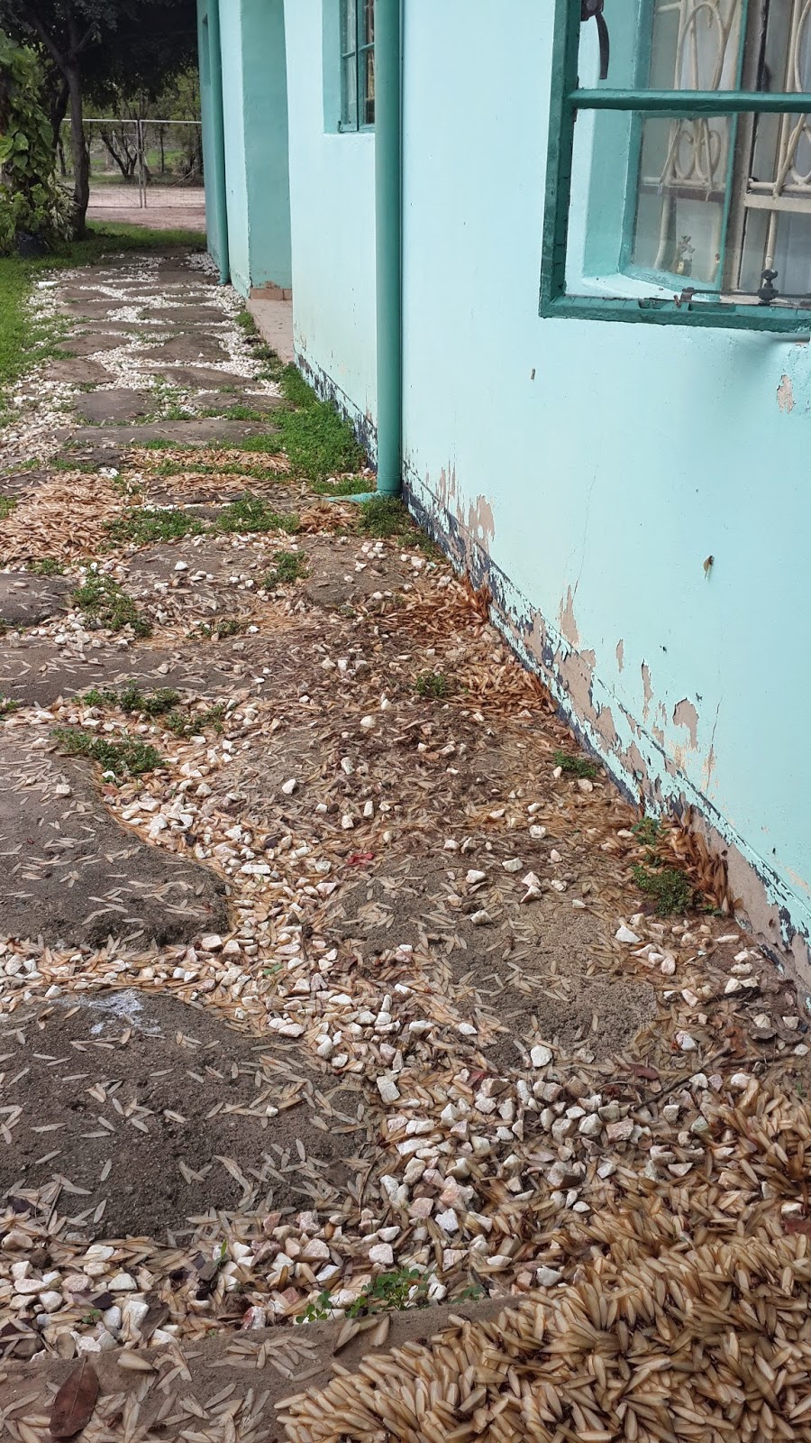 African Queen: Inciwa- Free Meals for Everyone