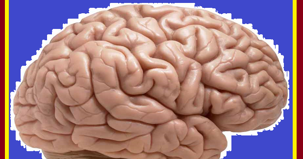 Berapa Berat Otak Kita ? - Sekolah Kuliah Kerja