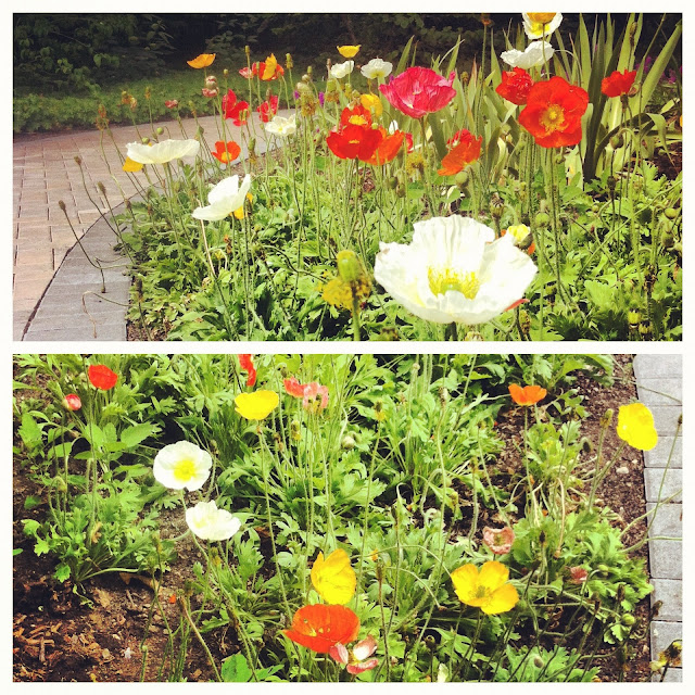 lumière pure: artist date: morton arboretum