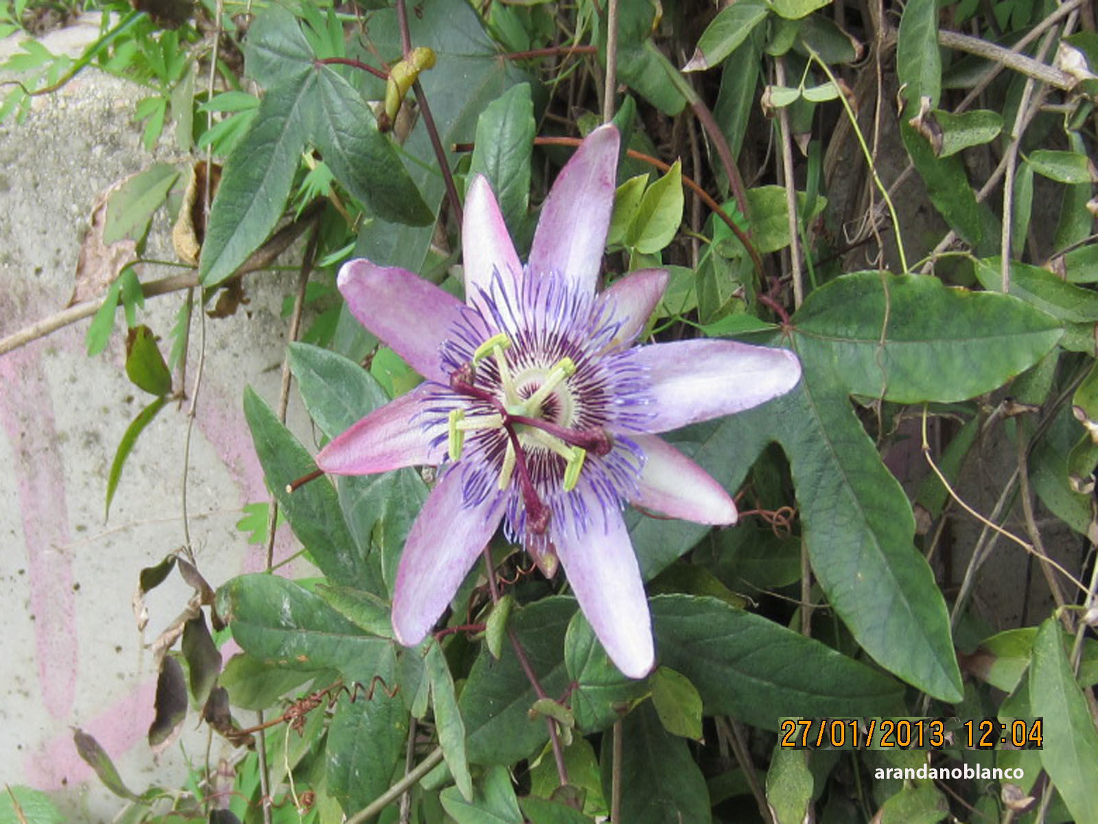 arbustosensevilla-encinarosa: Pasionaria trepadora / Passiflora ...
